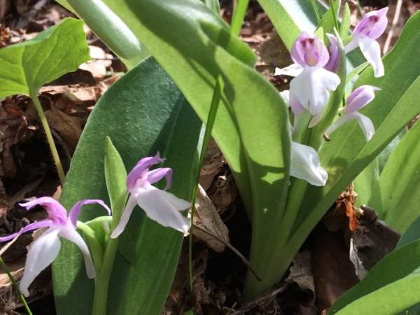 Native Orchids of the Carolinas | Pfeiffer University
